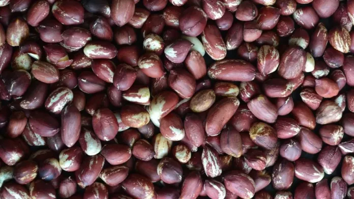 Maní: el fruto seco que supera al huevo en proteínas y aporta múltiples ...