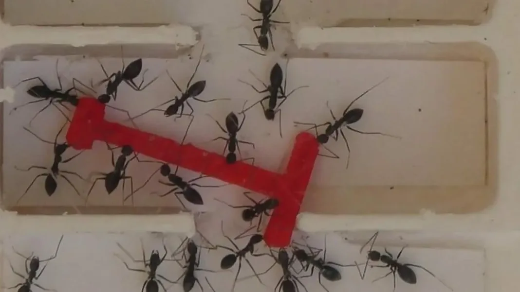 Estudio revela sorprendentes hallazgos sobre la cooperación entre ...