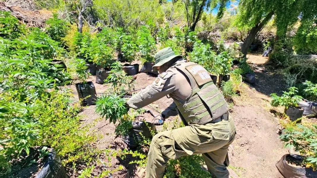 Carabineros desmantelan importante cultivo de marihuana en Monte Patria: ¿qué implicaciones ...