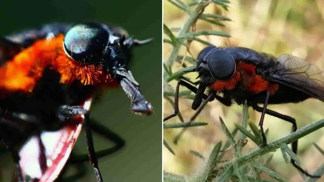 El enigmático ciclo del tábano Coliguacho: ¿por qué su presencia se ...